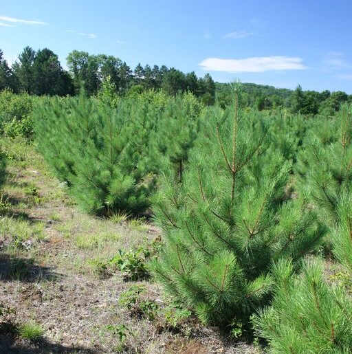 MichCoTIP - Forest Genetics Lab