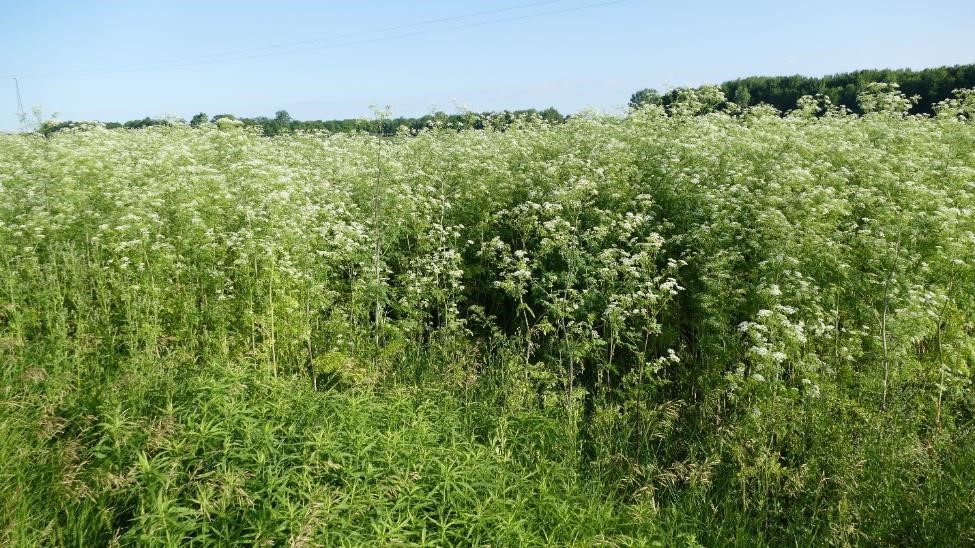 Poison hemlock identification and control - Agriculture Poison hemlock identification and control - Agriculture