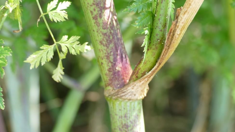Poison hemlock identification and control - Agriculture Poison hemlock identification and control - Agriculture