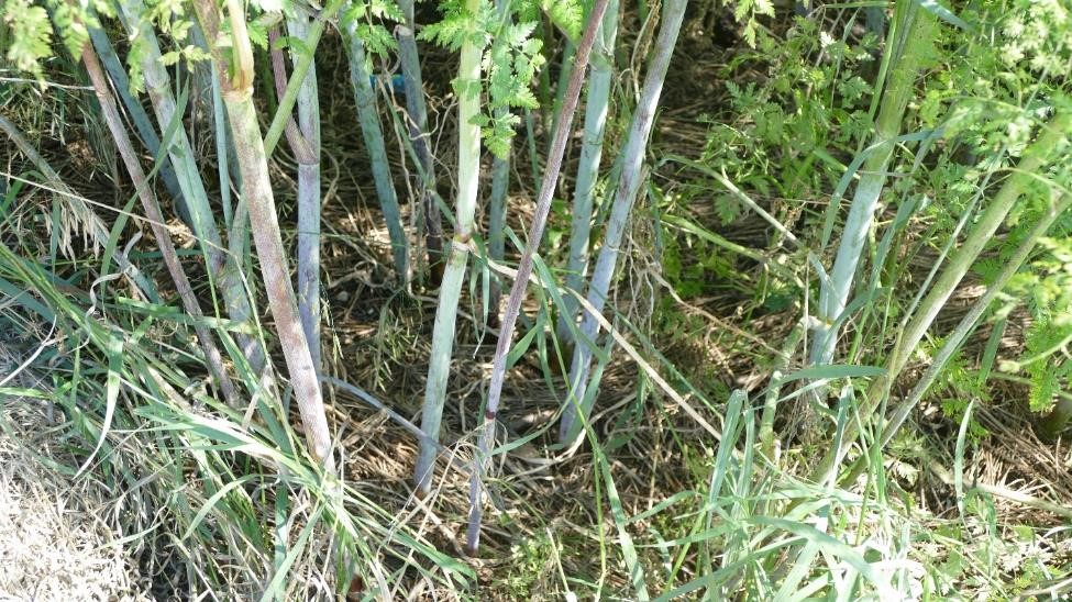 Poison hemlock identification and control - Agriculture Poison hemlock identification and control - Agriculture