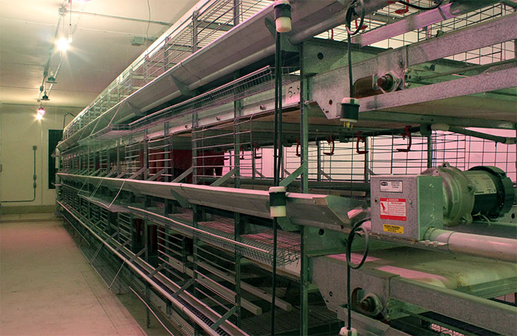 New Aviary System Installed at Poultry Center - Department of Animal ...