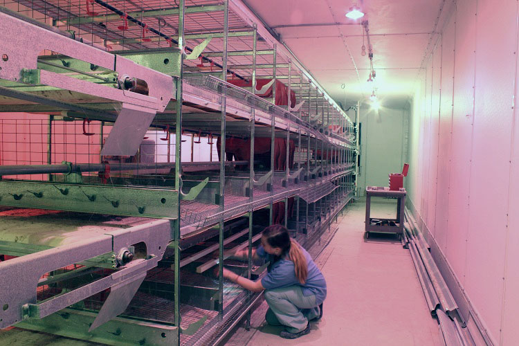 New Aviary System Installed at Poultry Center - Department of Animal ...