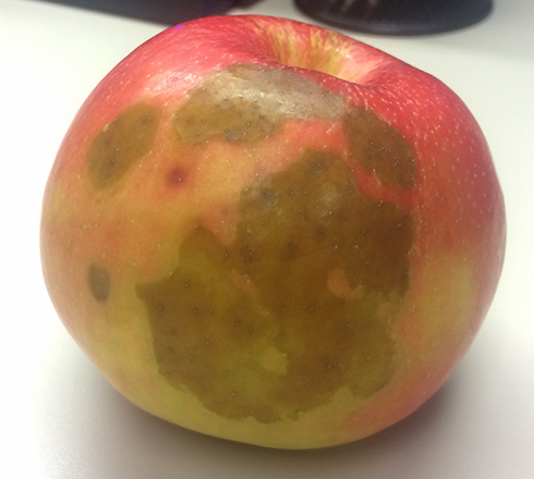 Grand Rapids area apple maturity report – Sept. 12, 2018 - Apples