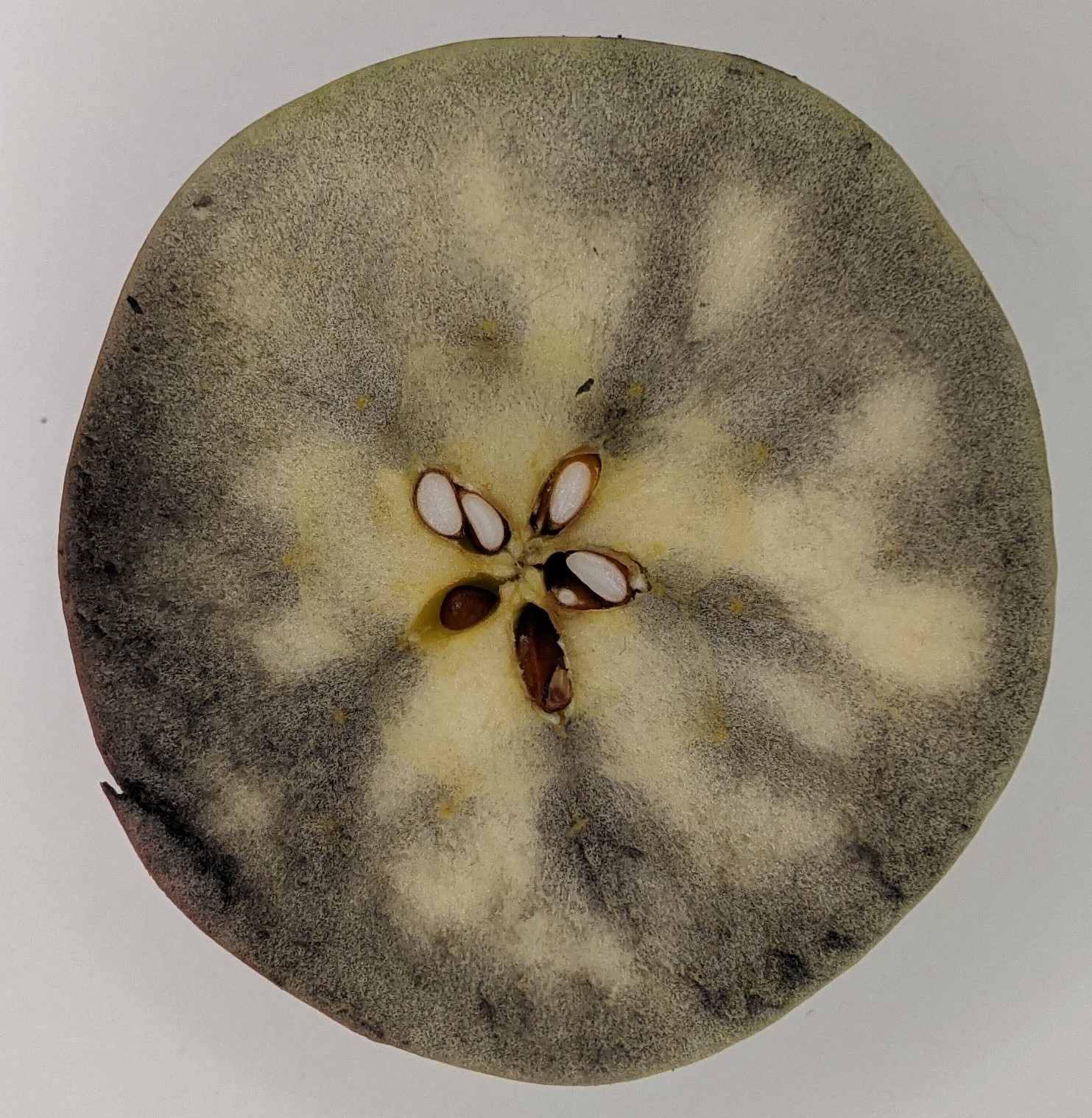 Grand Rapids area apple maturity report – Sept. 15, 2021 - Apples