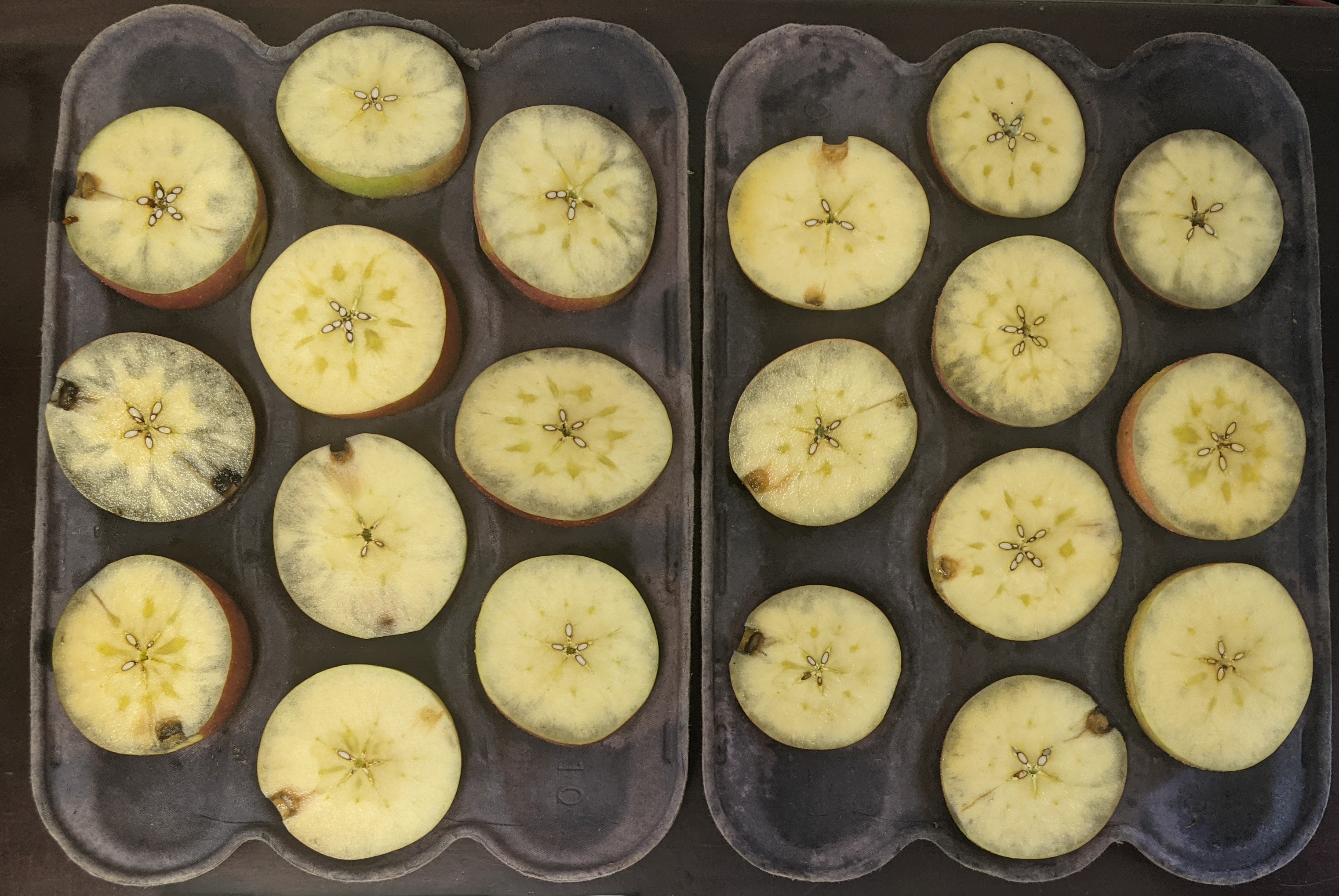 Grand Rapids area apple maturity report – Oct. 13, 2021 - Apples