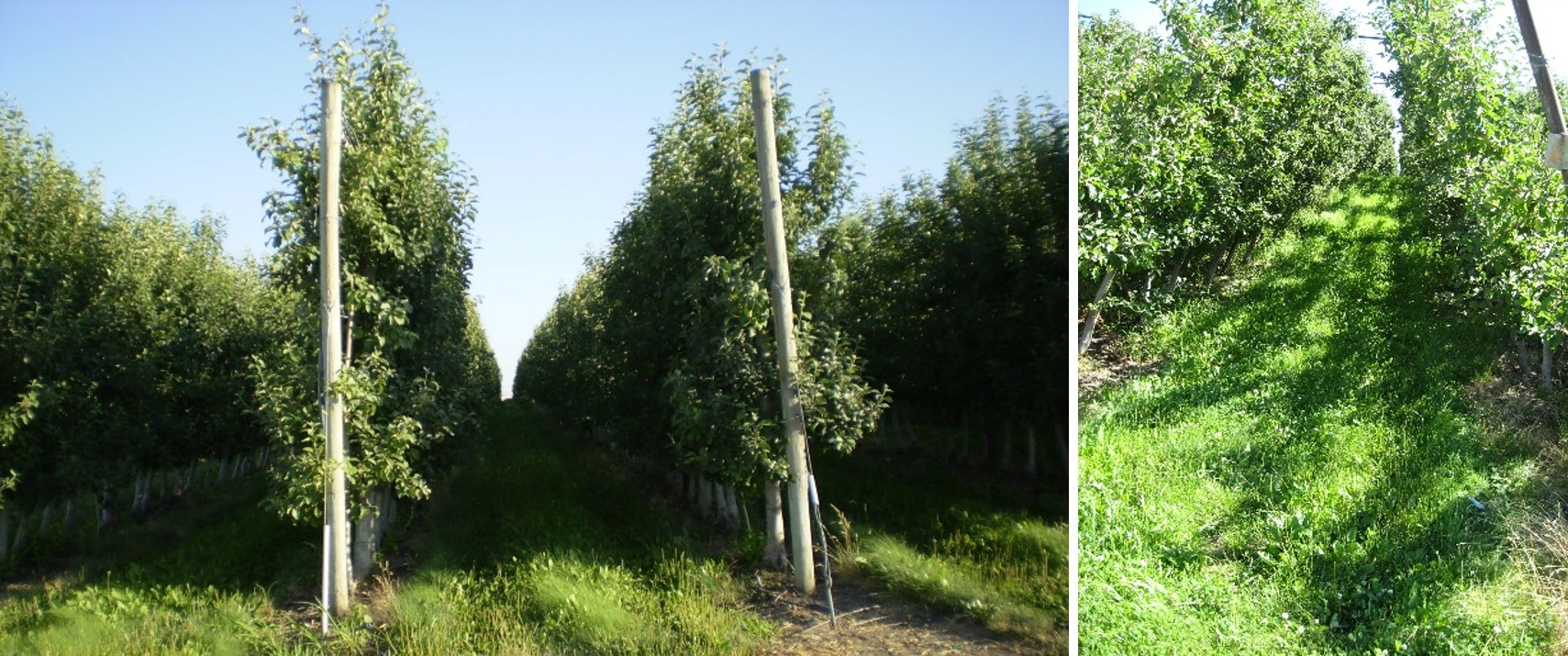 Light concepts for apple orchards - Apples