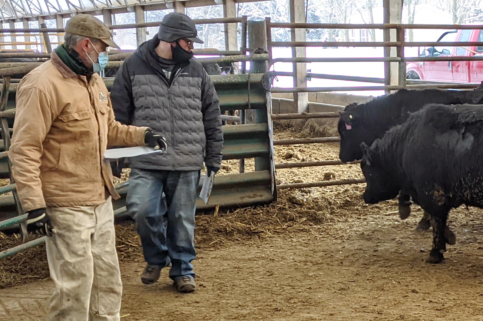 Is a bull buying error different from a bull buying mistake? - Beef