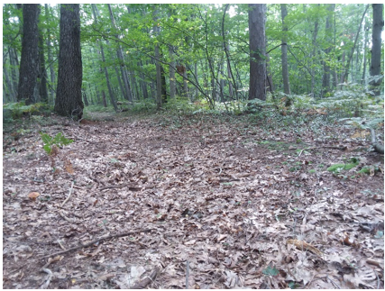 Hypomyces lactifluorum - Bonito Lab