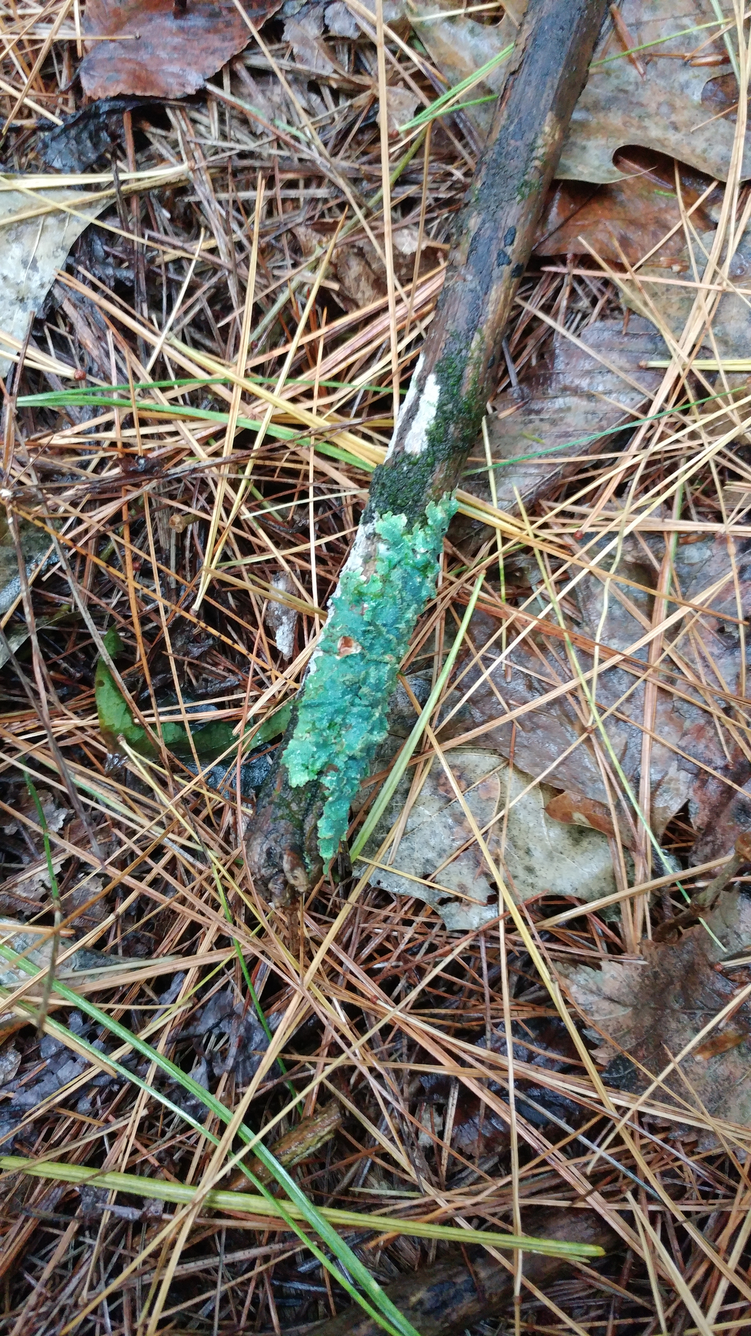 Punctelia rudecta - Bonito Lab