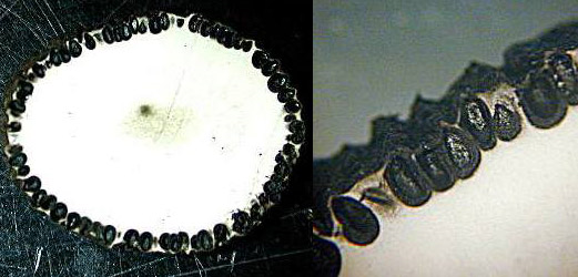 Xylaria Polymorpha - Bonito Lab