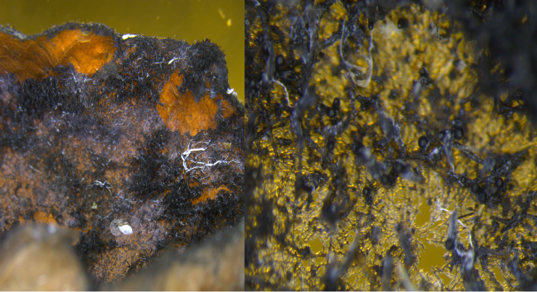 Sooty Molds - Bonito Lab