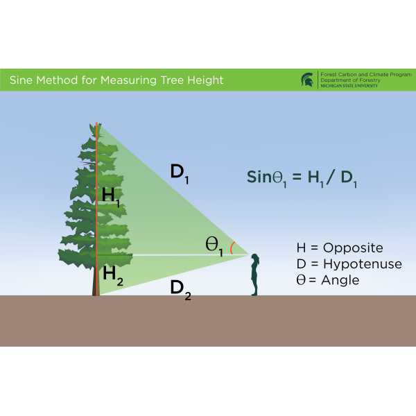 Ecological Diagrams - Forest Carbon and Climate Program