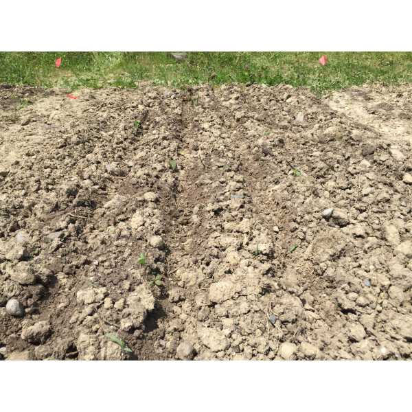 Photo Gallery - MSU-Detroit Partnership for Food, Learning and Innovation