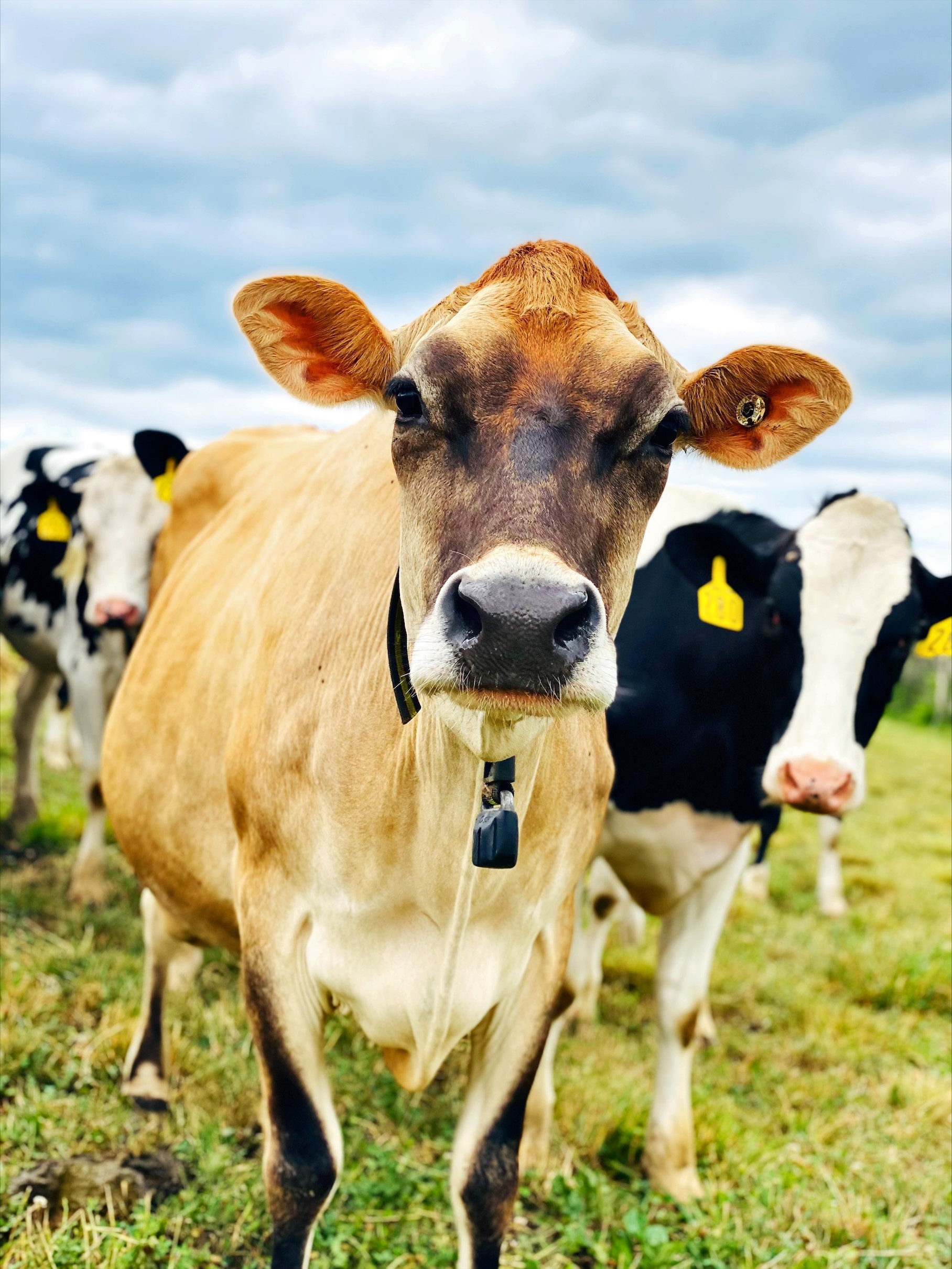 Holstein Cattle