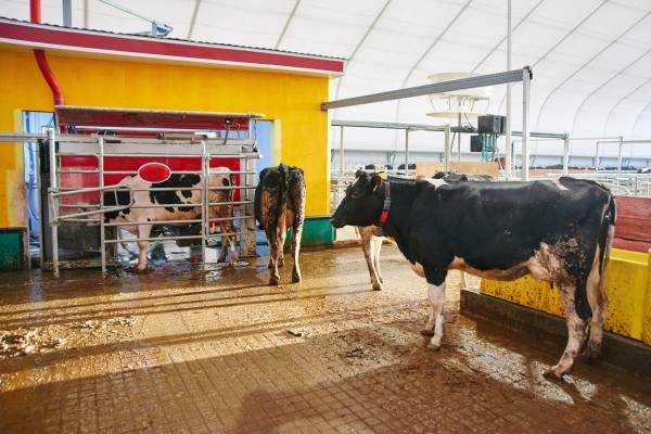 Promises and potential of automated milking systems - Dairy