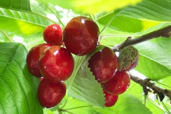 Northwest Michigan fruit update – July 9, 2019 - Fruit & Nuts