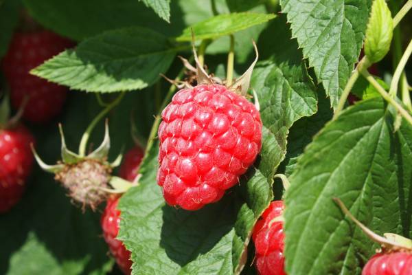 Backyard Fruit - Gardening in Michigan