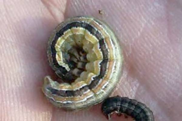 Armyworm infestations reported on Upper Peninsula farms - MSU Extension Armyworm infestations reported on Upper Peninsula farms - MSU Extension