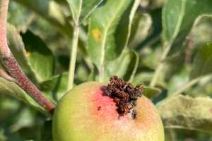 Codling moth management options for Michigan apples - Apples
