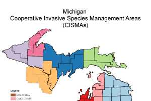 CISMAs work together to manage invasive species - MSU Extension