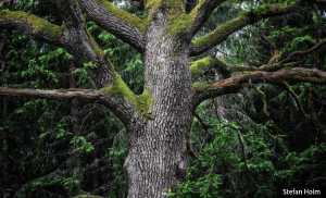Unleashing trees in the battle against climate change - Forest Carbon ...