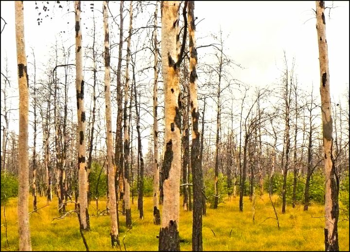 Standing Dead Trees | Michigan Arbor Day Alliance