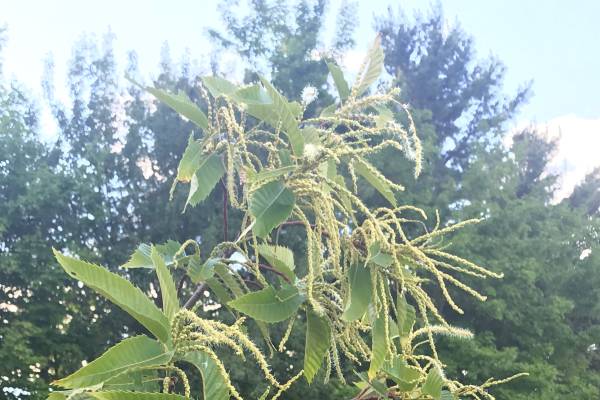 Michigan chestnut crop report for the week of June 21, 2021 - Chestnuts