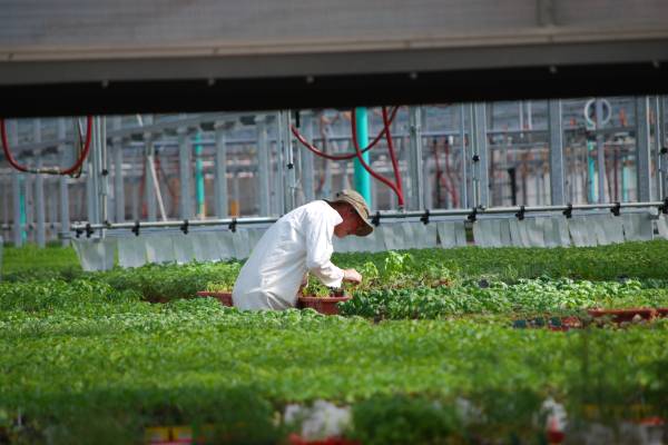 Be aware of changes to EPA’s Worker Protection Standard January 2017 ...