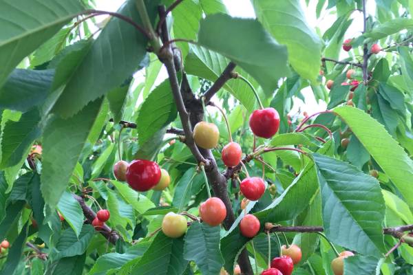 Northwest Michigan fruit update – June 21, 2022 - Fruit & Nuts