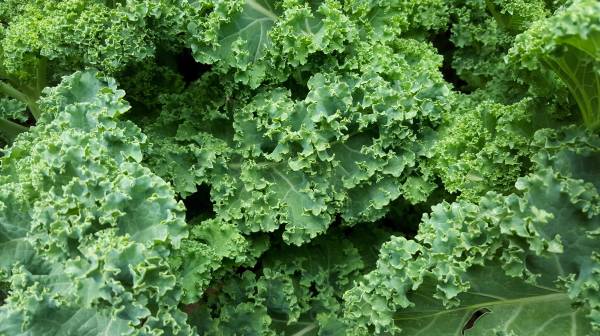 How to Grow Kale and Collards - MSU Extension