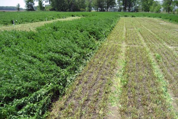 Excellent forage starts with planning, not the finished product ...