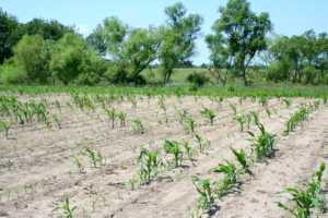 Sandhill crane repellent available for one more season - Field Crops