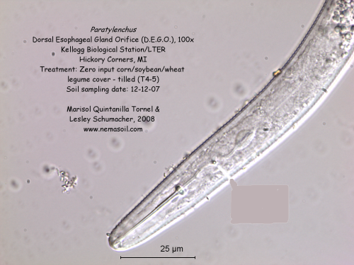 Paratylenchus - Applied Nematology, Ecology and Acoustical Signatures