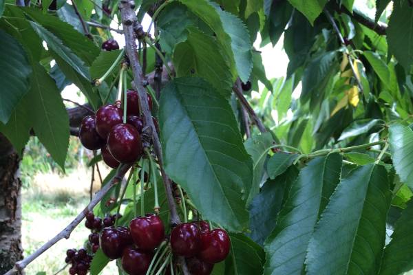 Don't miss out on Michigan cherries - MSU Extension