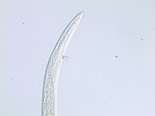 Helicotylenchus - Applied Nematology, Ecology and Acoustical Signatures