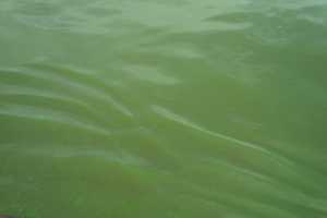 Understanding the role of oxygen in our lakes and ponds - MSU Extension