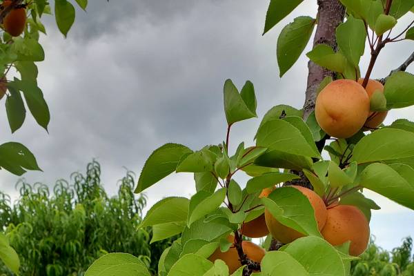 Southwest Michigan fruit update – June 29, 2021 - Fruit & Nuts