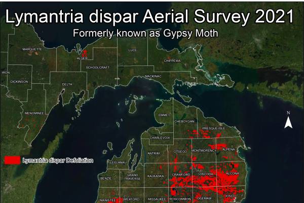 Lymantria Dispar Aerial Survey - Integrated Pest Management