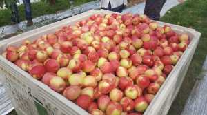 Southwest Michigan fruit update – Sept. 3, 2019 - Fruit & Nuts