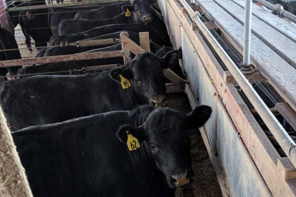 Programming Cattle Feed Intake Can Improve Feed Efficiency Beef