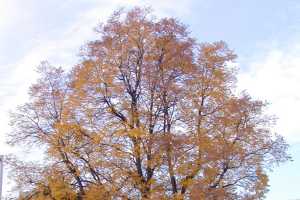 Choosing native trees and shrubs for your Michigan landscape ...