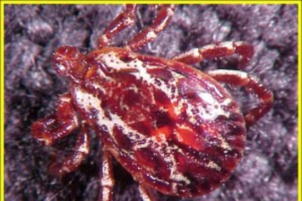 American dog tick - Plant & Pest Diagnostics