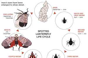 Spotted Lanternfly Biology - Integrated Pest Management
