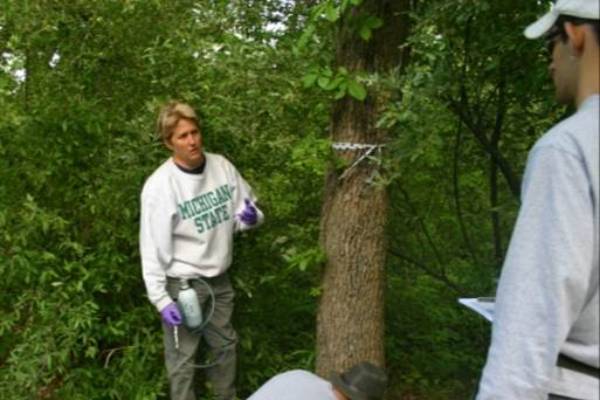McCullough in New York Times about ash forests after borers destroy ...