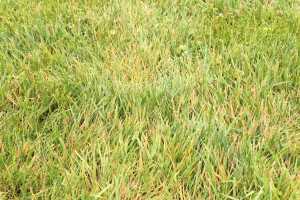 Excessive rain taking a toll on turfgrass - MSU Extension