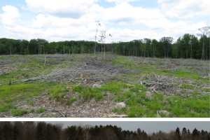 Deforestation - MSU Extension