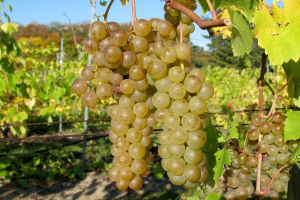 How to design a vineyard - MSU Extension