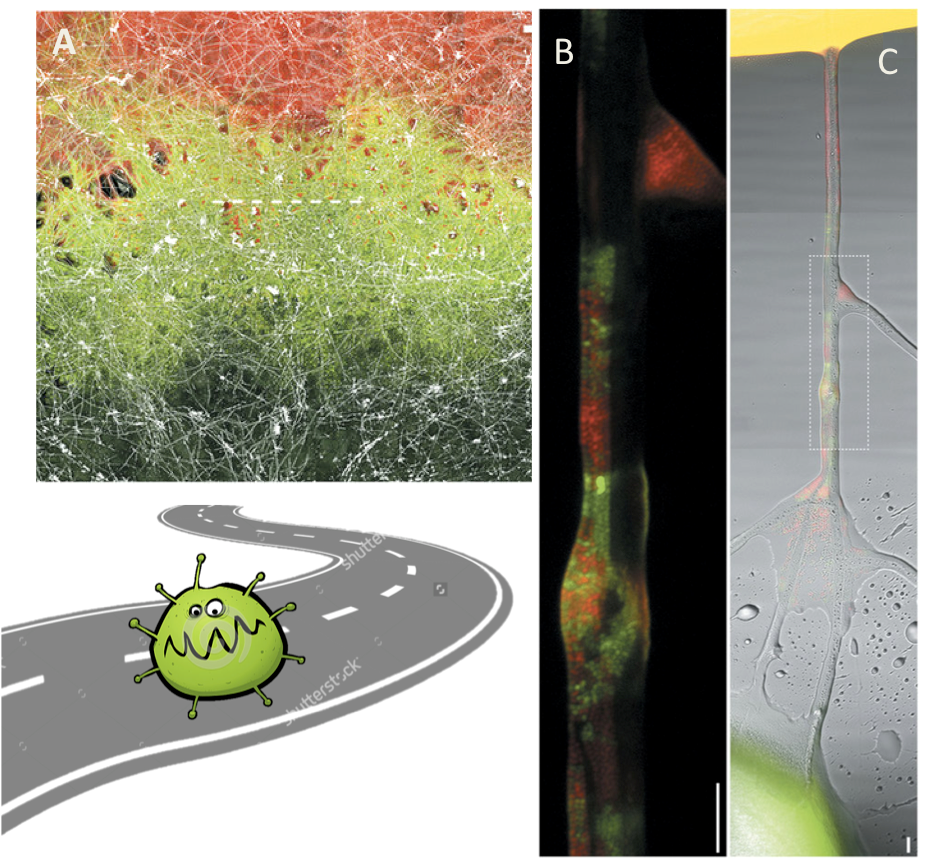 Oomycetes Microscope