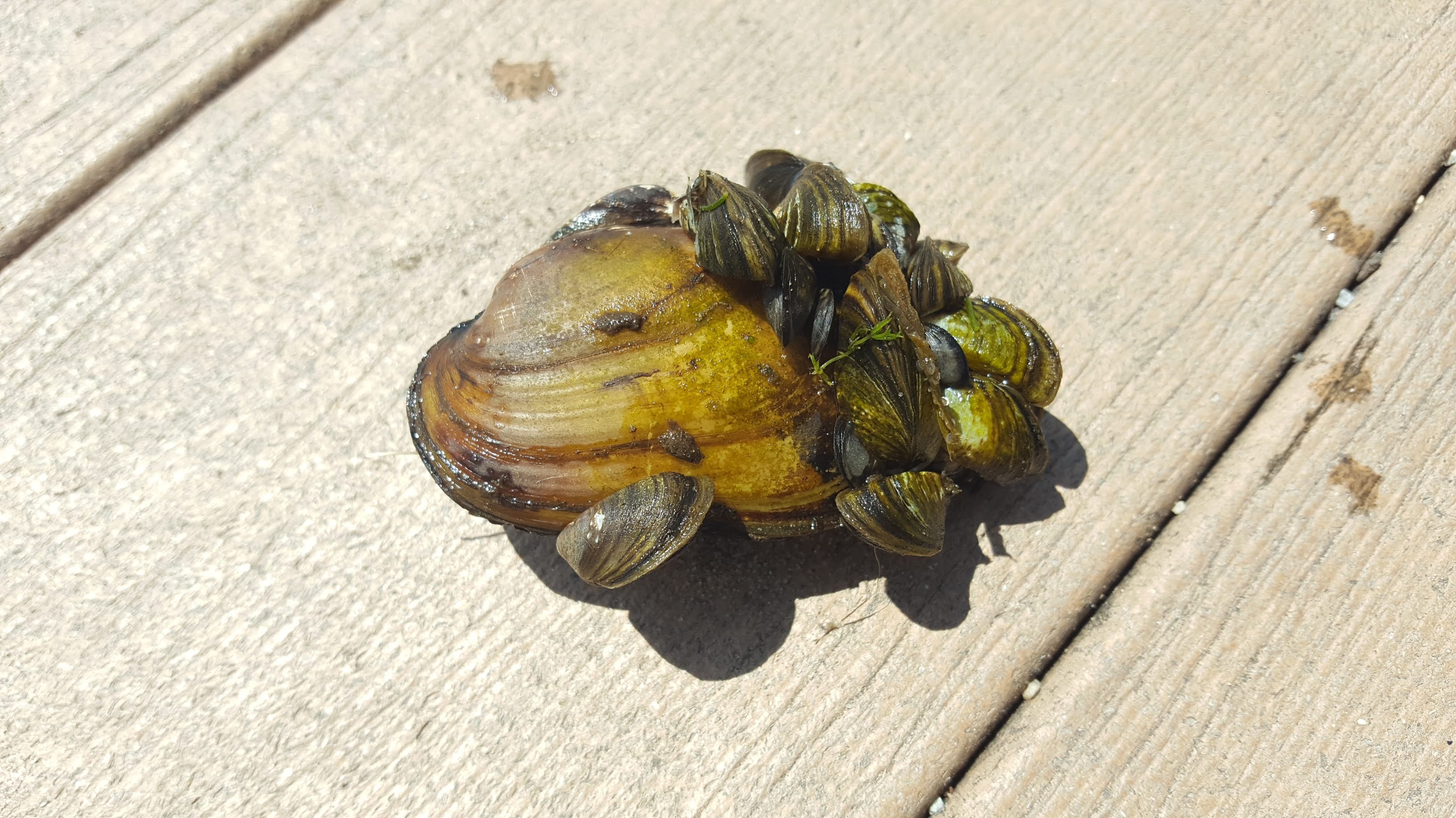 Freshwater Mollusk Habitat