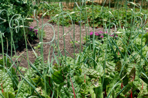 Root for your root vegetables - MSU Extension